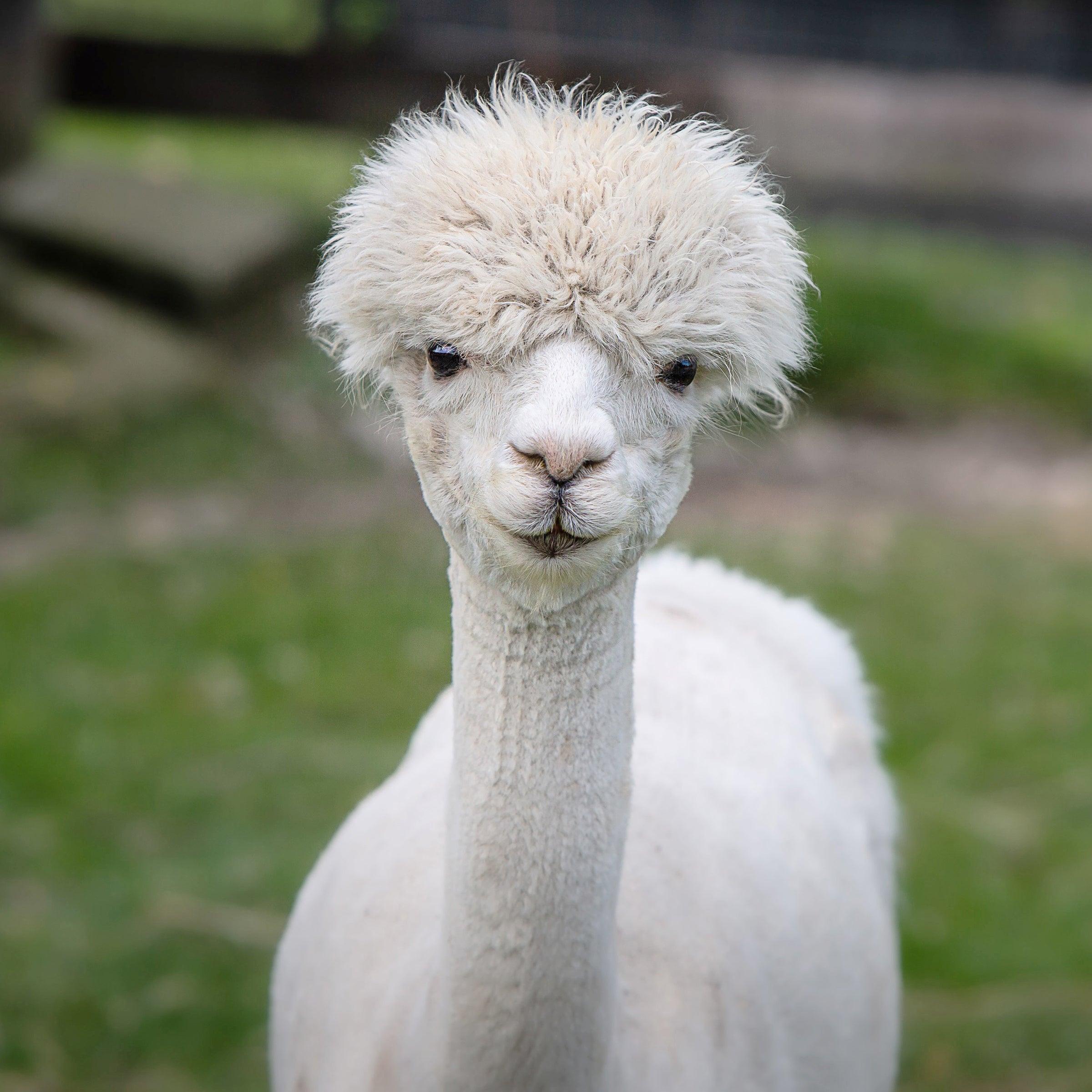 Mini Workshop - Photography - “Alpacas in Focus” with Graham Keenan, f ...