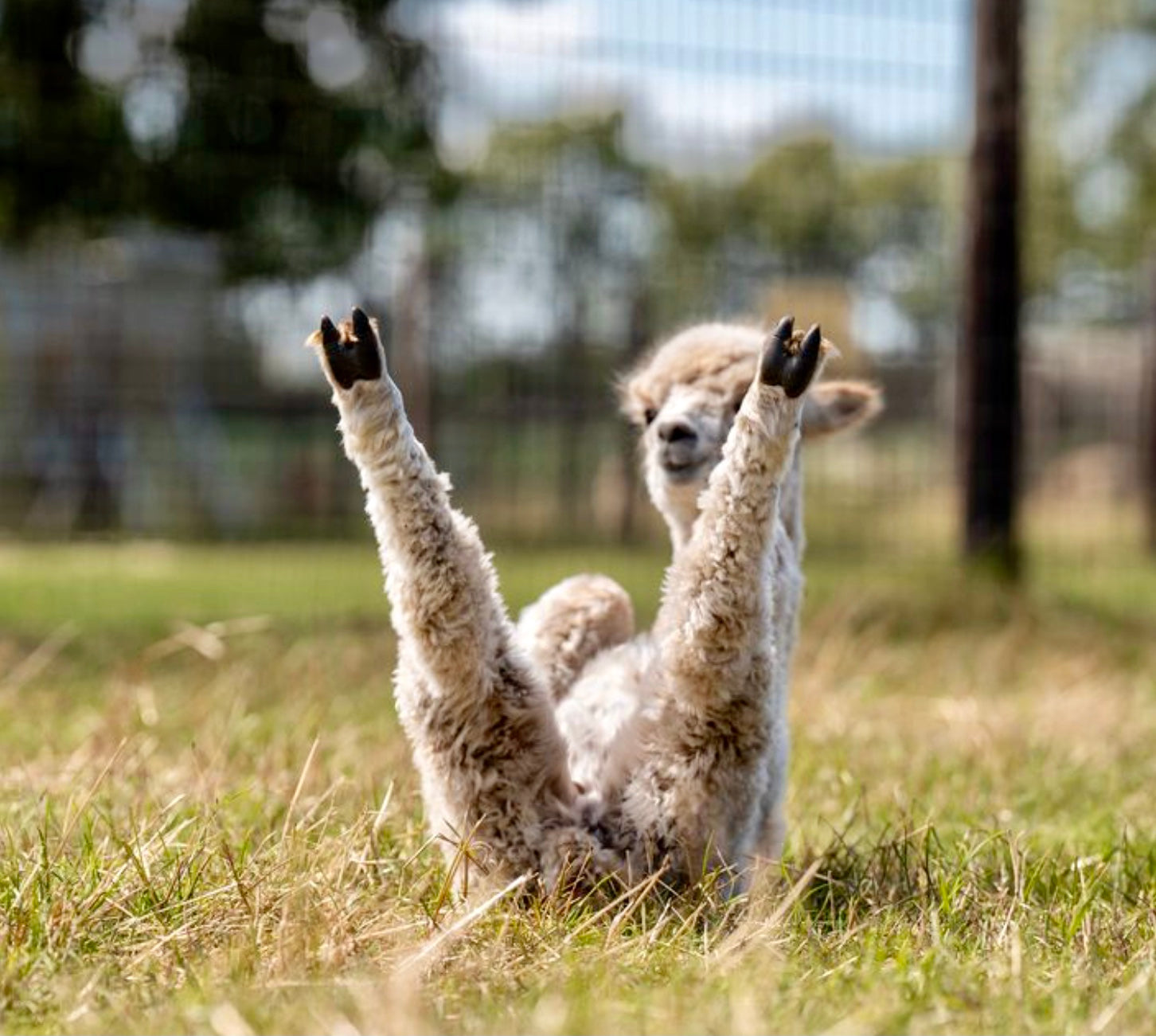 Alpaca Encounters 2026 | Meet Alpacas at Chetwyn Farms PEC – SHED ...
