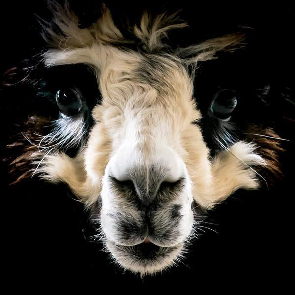 Yarn - “Zeus” Bulky – SHED Chetwyn Farms